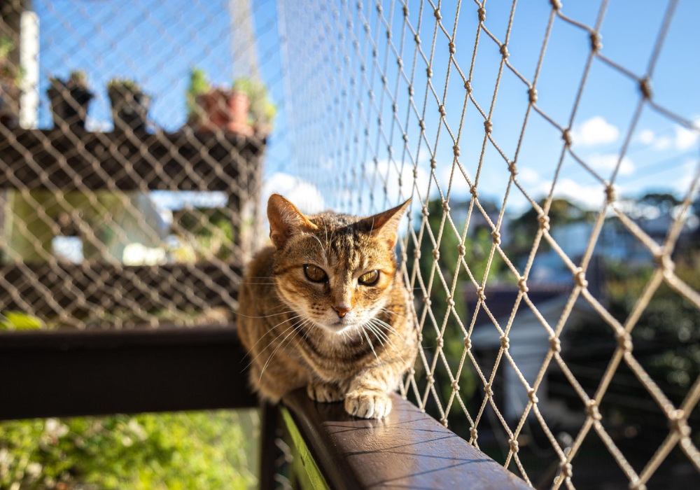 What care does an indoor kitten need?