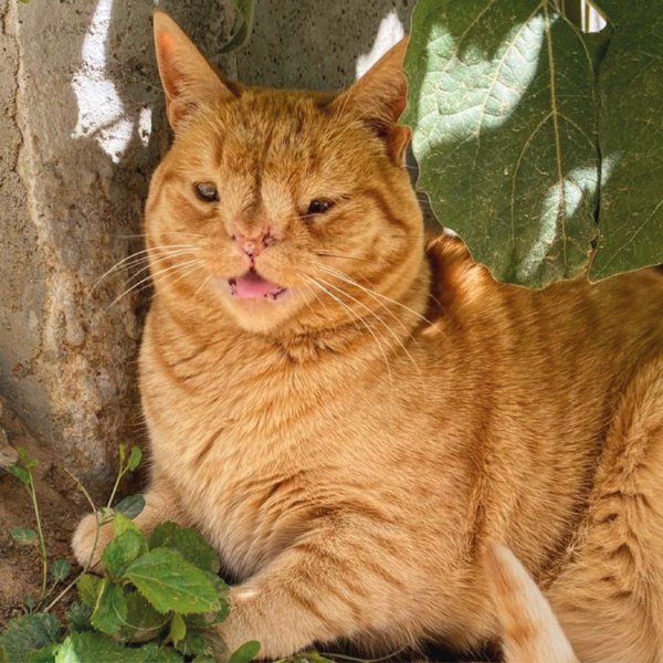 Como Saber Si Un Perro Tiene Sindrome De Down