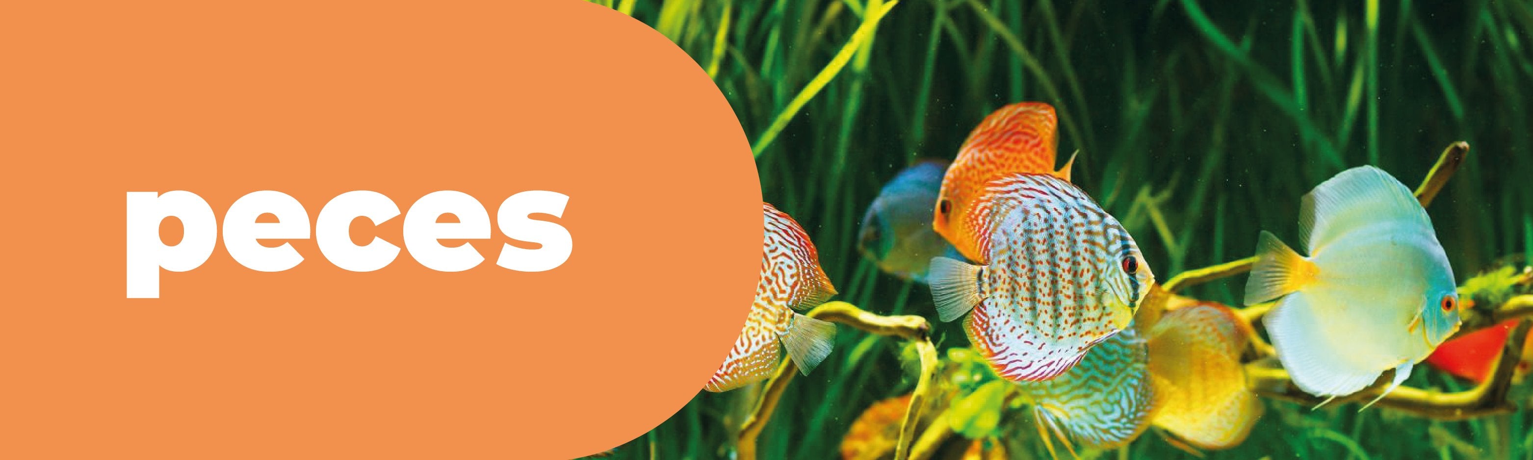Peces
